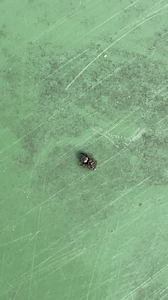 Jumping Spiders from Hayden Station Rd, Windsor, CT, US on April 11 ...