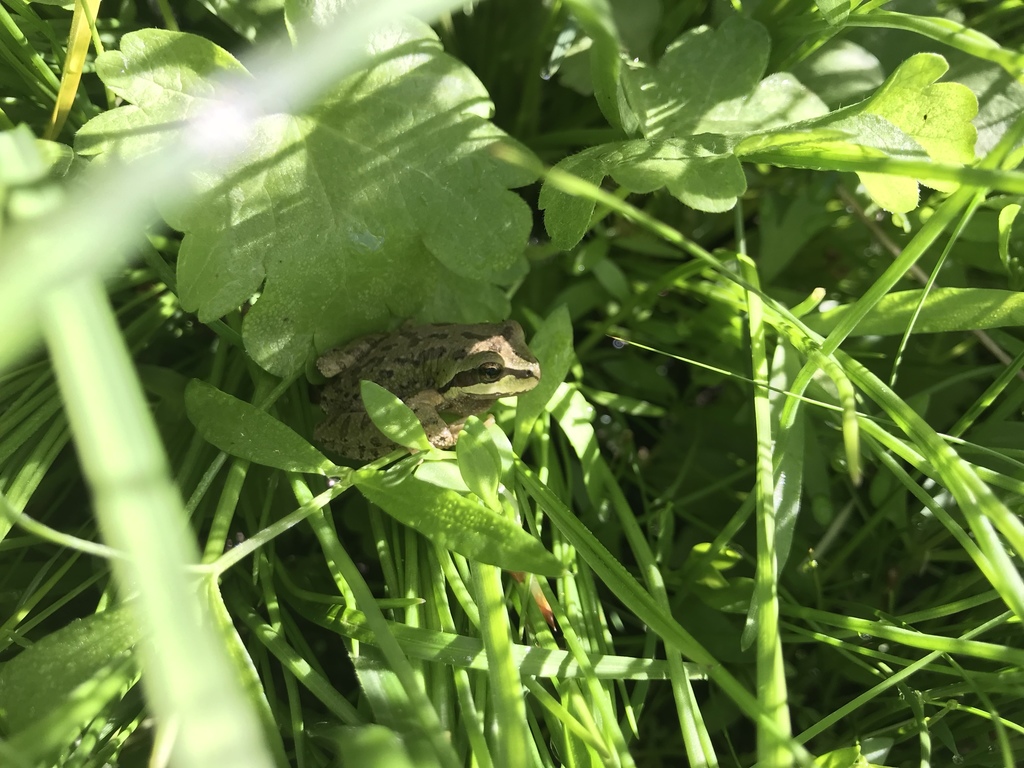 Northern Pacific Tree Frog from Fremont National Forest, Summer Lake ...