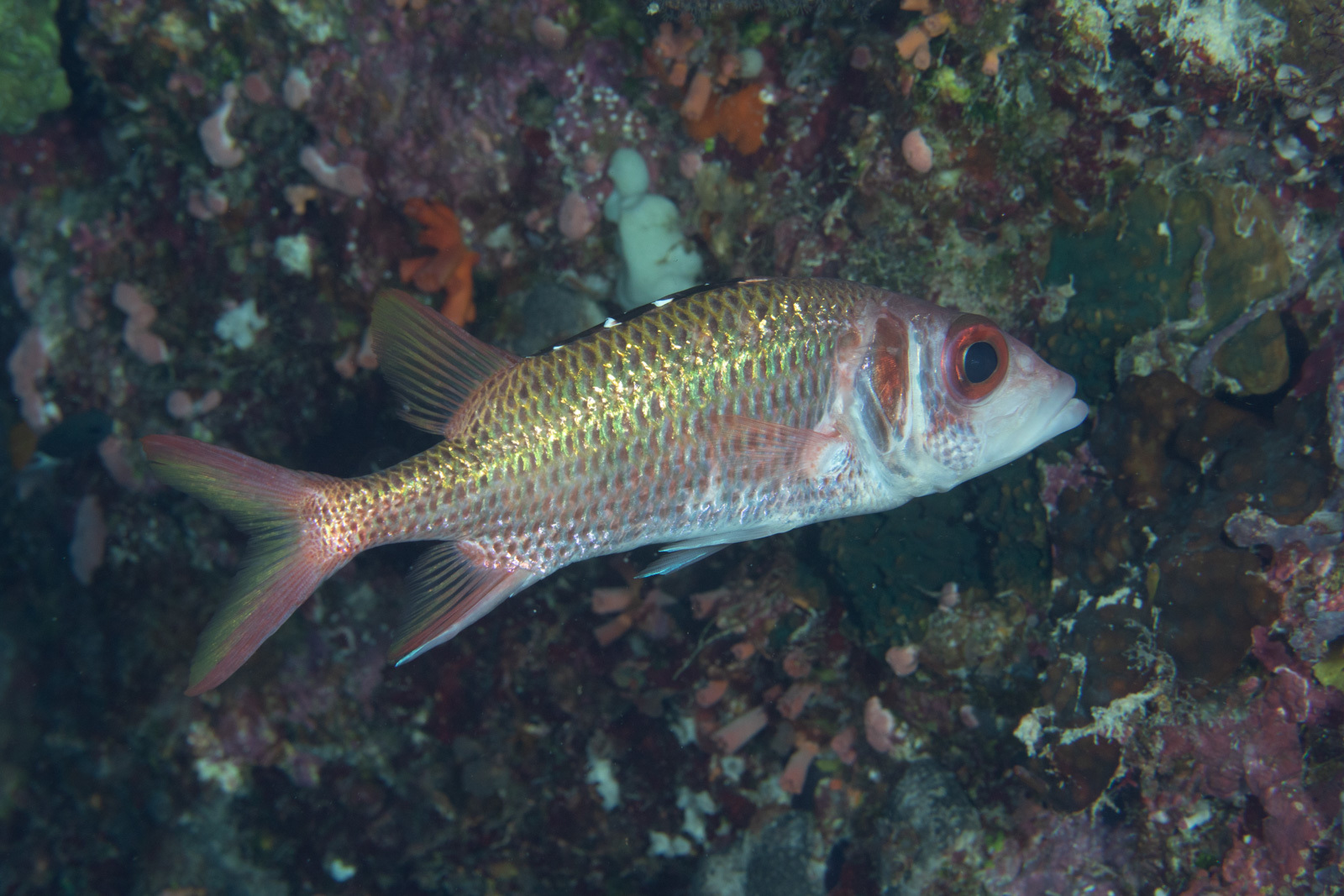 Neoniphon opercularis (Valenciennes, 1831)