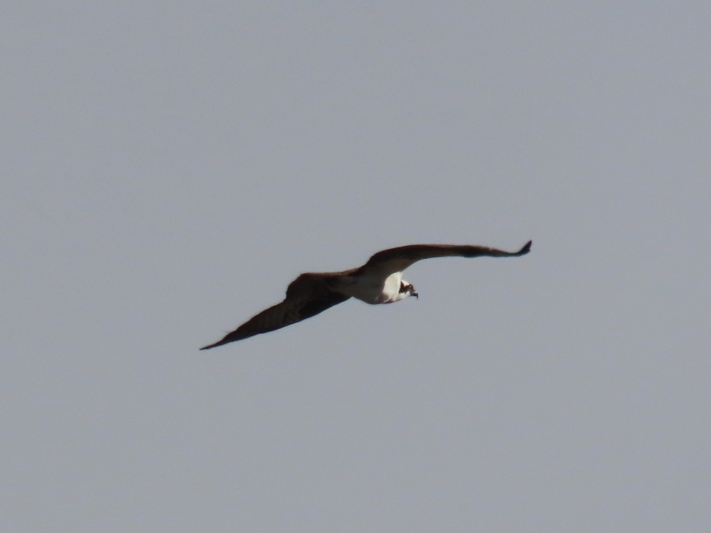 Osprey from North Okanagan, CA-BC, CA on April 11, 2022 at 08:58 AM by ...