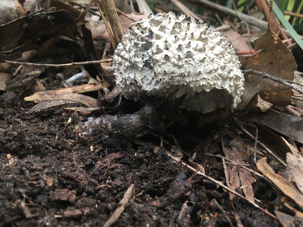 Strobilomyces from Turtons Creek VIC 3960, Australia on April 11, 2022 ...