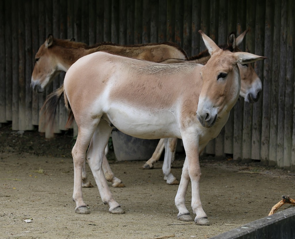 Asian Wild Ass (Flora And Fauna of Late Pleistocene Bulgaria, 50 ka ...