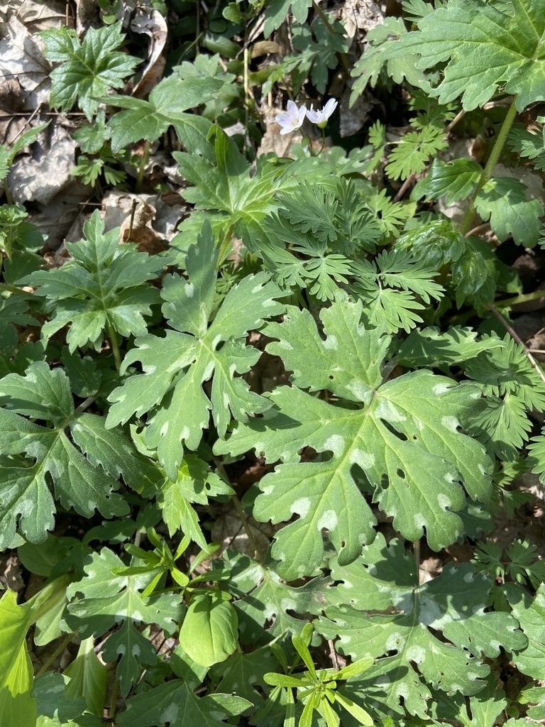 Broad-leaf Waterleaf from Lancaster County, US-PA, US on April 11, 2022 ...