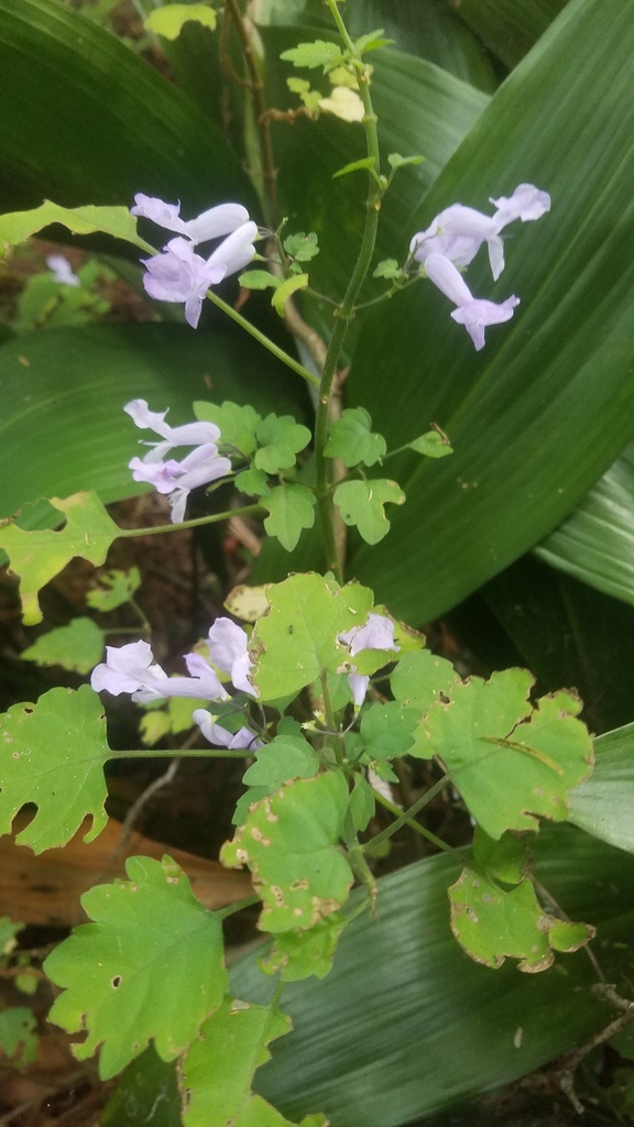 Stoep Jacaranda from Swanson, Auckland, New Zealand on April 10, 2022 ...