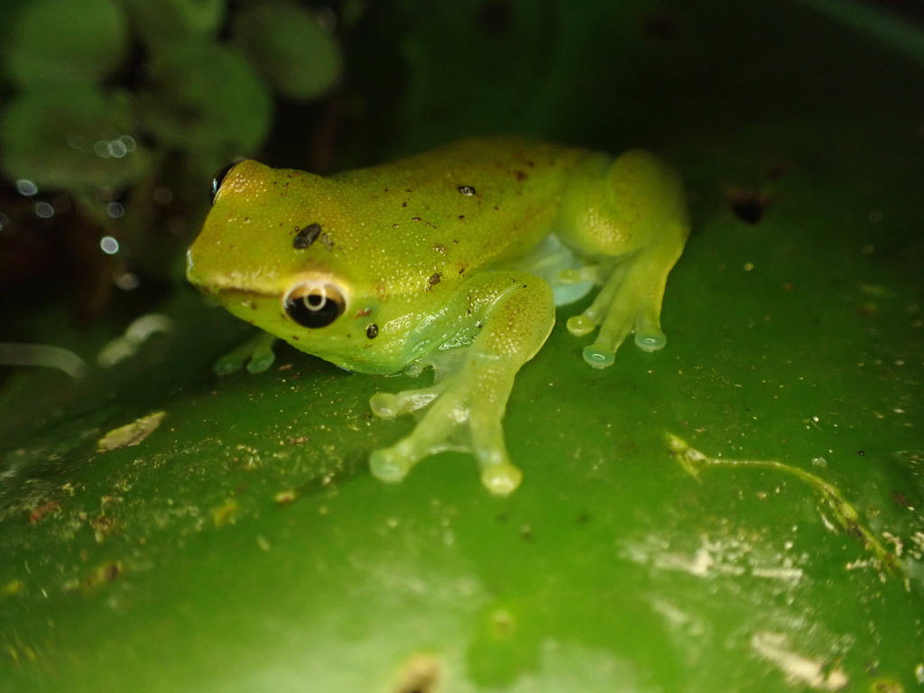 Greater Hatchet-faced Tree Frog from Hacienda Jacana on April 10, 2022 ...