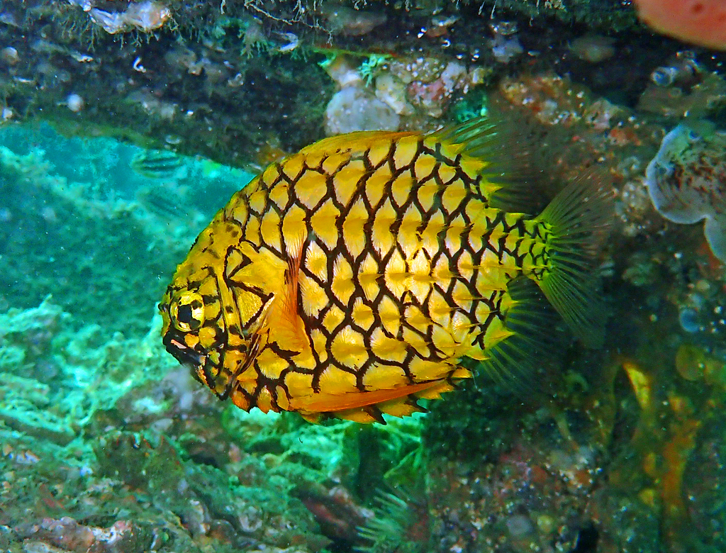 Lanterneyes, fangtooths and allies (Trachichthyiformes) - Marine Life ...