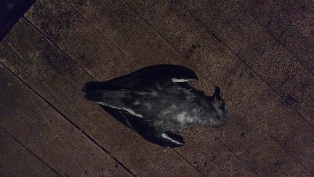Gadfly Petrels from Ōtāhuhu, Auckland, New Zealand on March 22, 2022 at ...