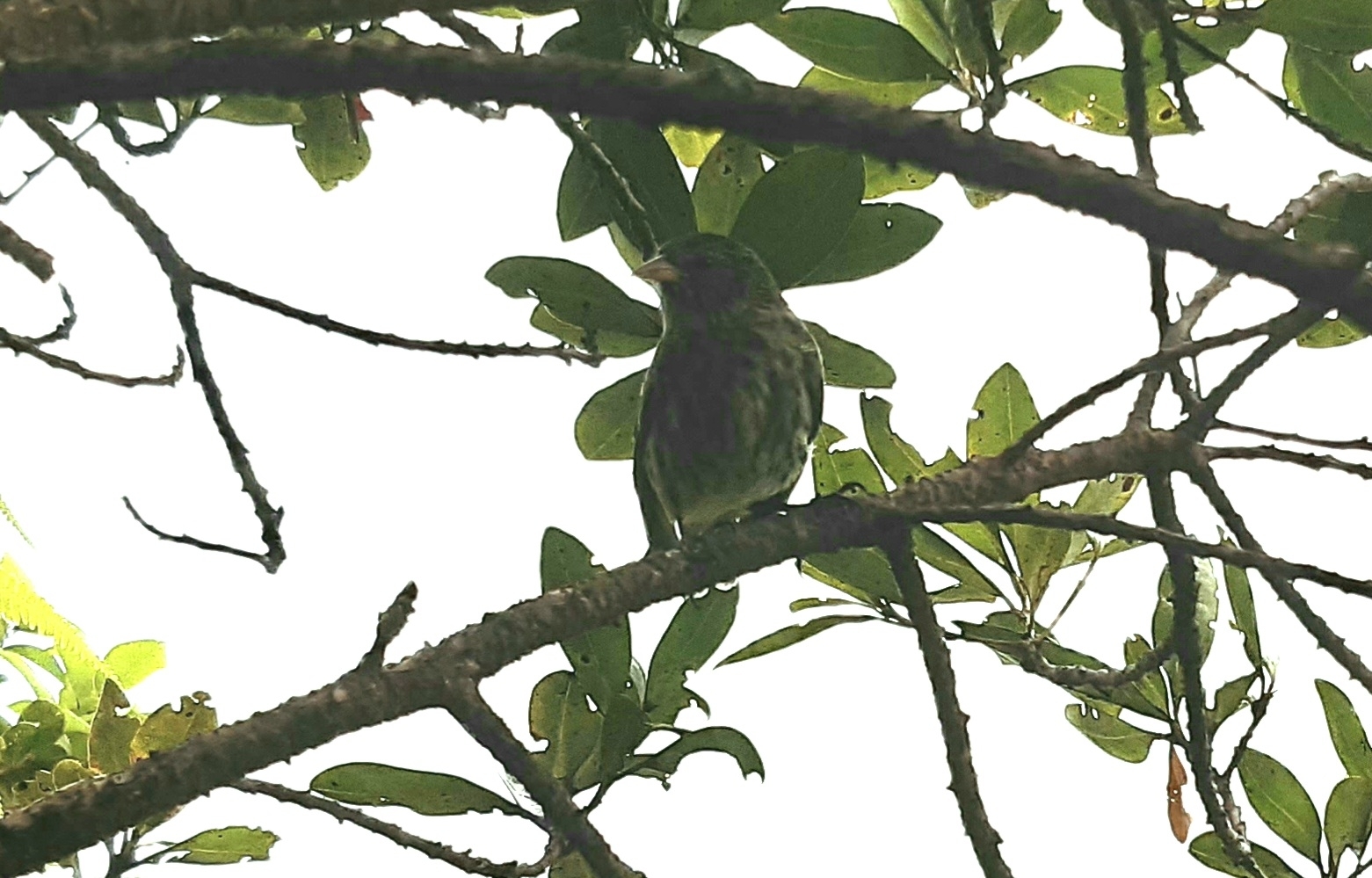 Pinaroloxias inornata (Gould, 1843)