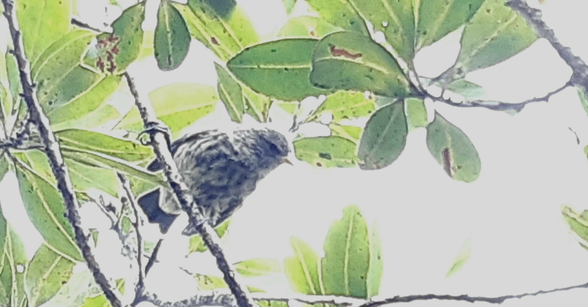 Pinaroloxias inornata (Gould, 1843)