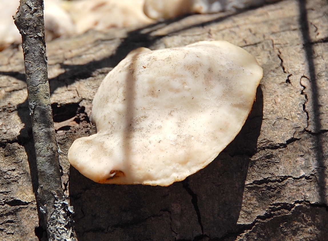 Tyromyces chioneus (Fr.) P.Karst.