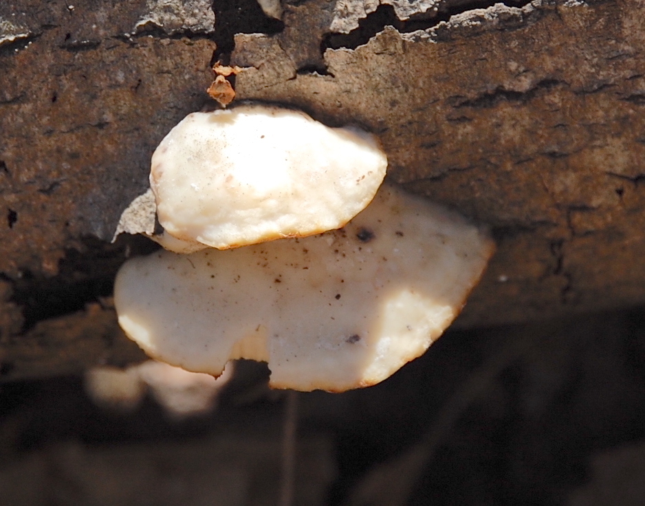 Tyromyces chioneus (Fr.) P.Karst.