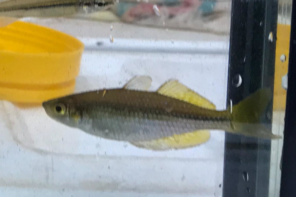 Eastern Rainbowfish from Julatten QLD 4871, Australia on October 30 ...