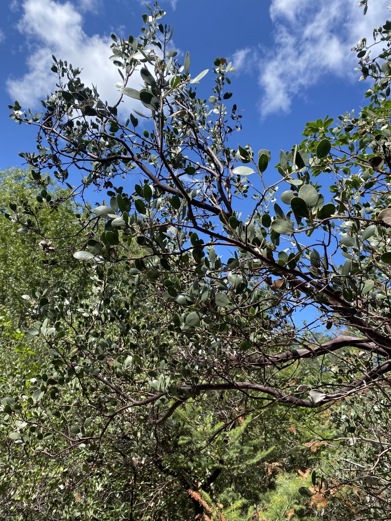 Common Manzanita from Howell Mountain, Angwin, CA, US on April 11, 2022 ...