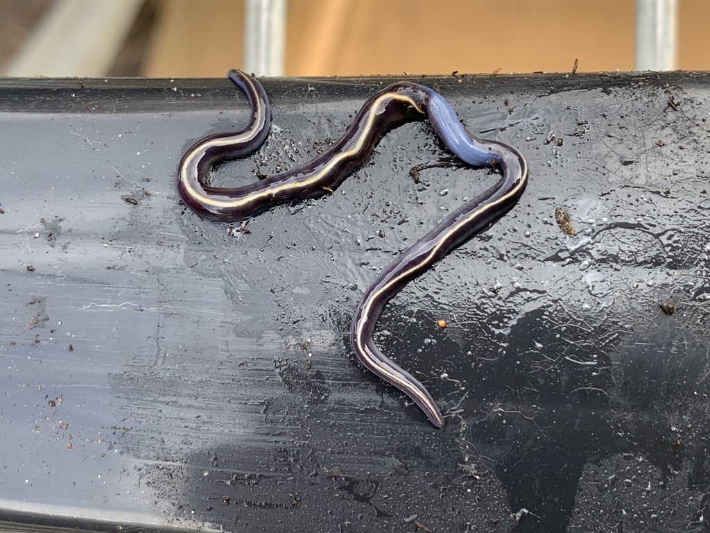 Blue Garden Flatworm from Dandenong-Hastings Rd, Somerville, VIC, AU on ...
