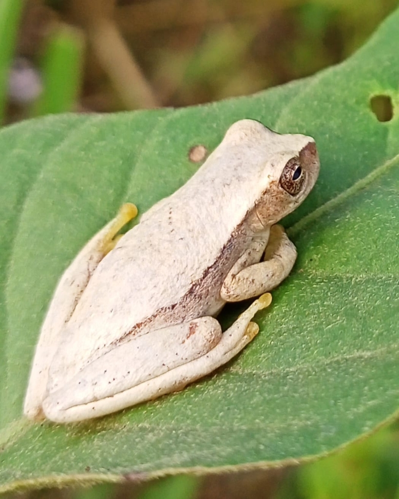 Yellow Tree Frogs from Rive, Alegre - ES, 29500-000, Brasil on April 10 ...