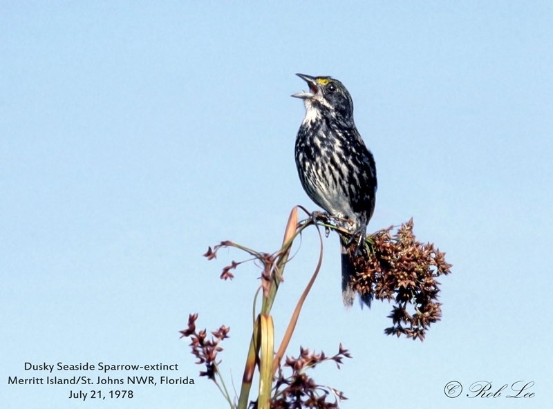 Dusky Seaside Sparrow in July 1978 by ouzel701. Singing male · iNaturalist