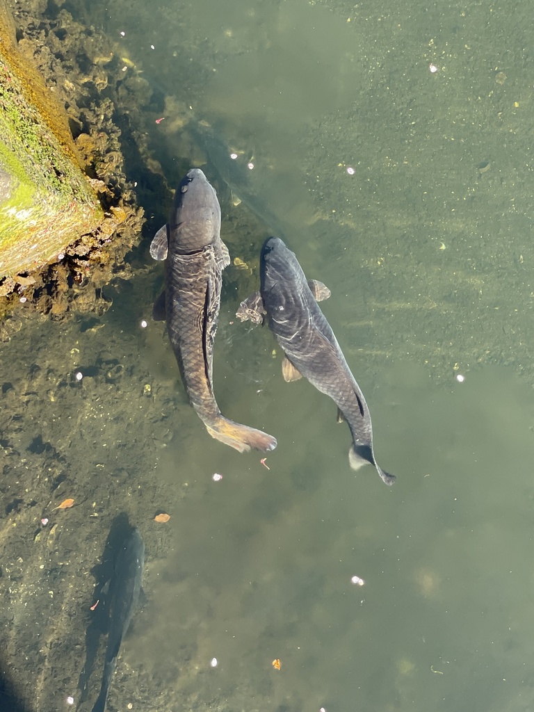 Amur Carp (Cyprinus rubrofuscus) - Marine Life Identification