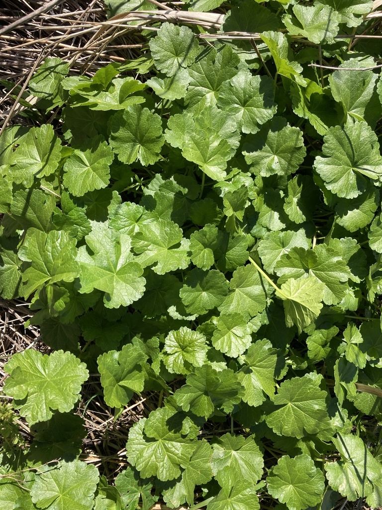 Henderson's Checker-mallow from Sunshine Hills, Delta, BC, CA on April ...