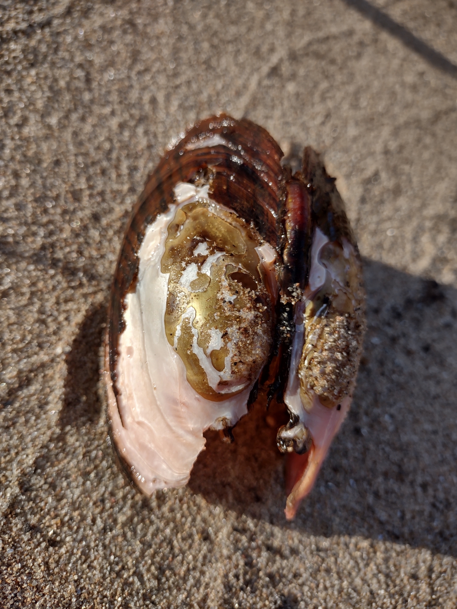 Lampsilis radiata (Gmelin, 1791)