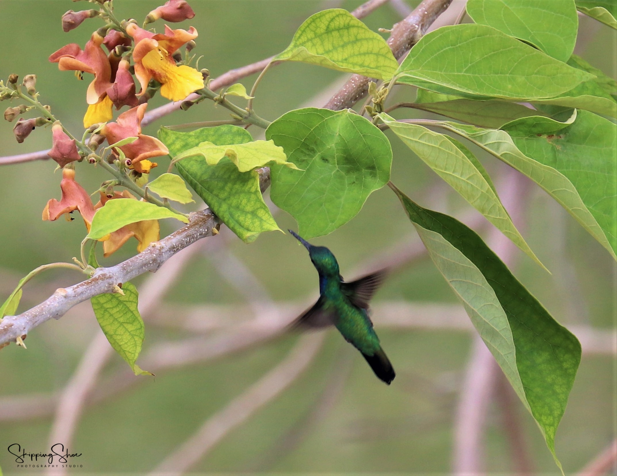 Chrysuronia coeruleogularis (Gould, 1851)