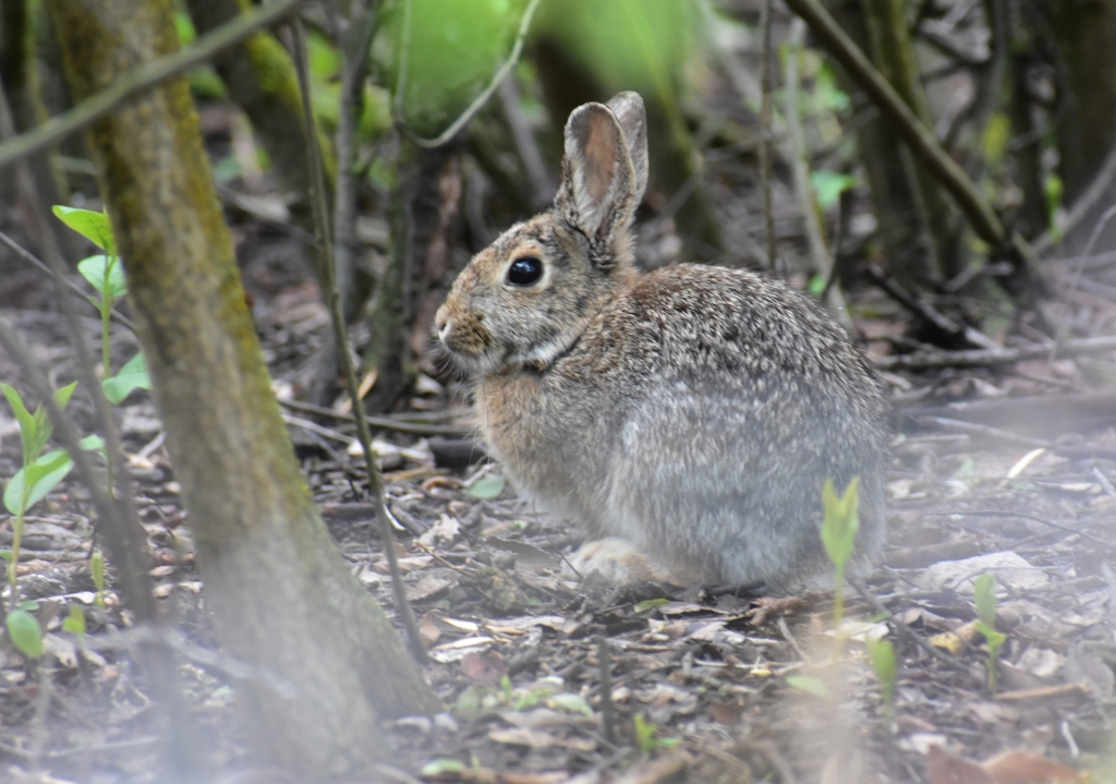Eastern Cottontail from Burbank, WA 99323, USA on April 11, 2022 at 01: ...