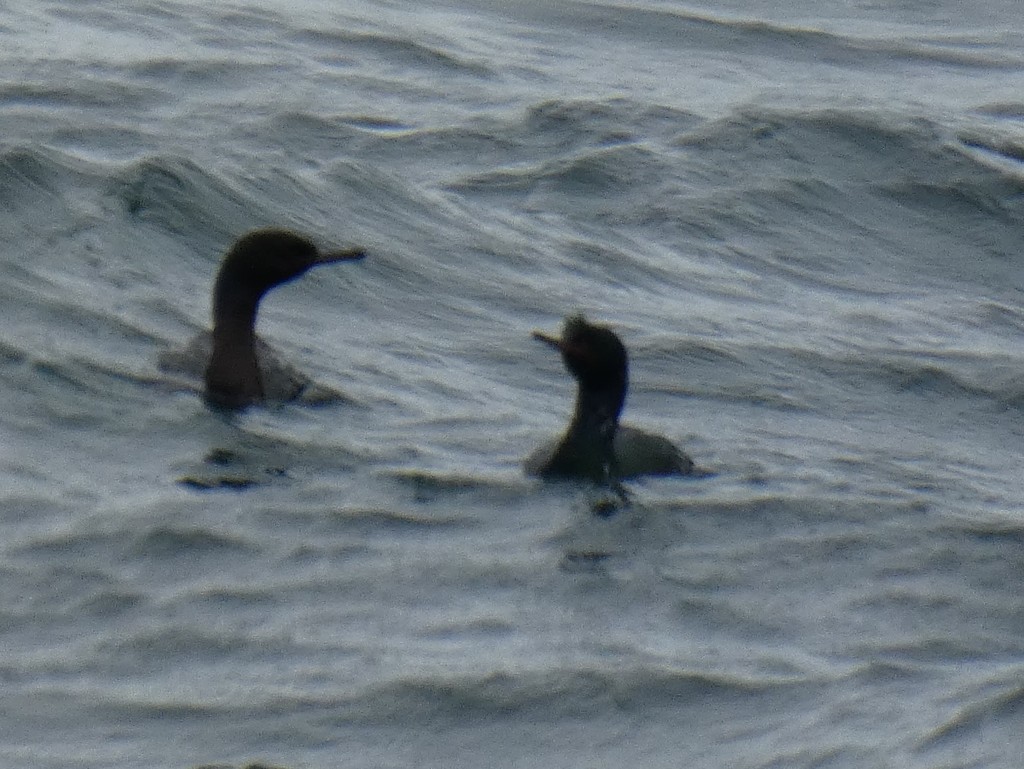 Pelagic Cormorant from Seattle, WA, USA on April 11, 2022 at 08:38 AM ...