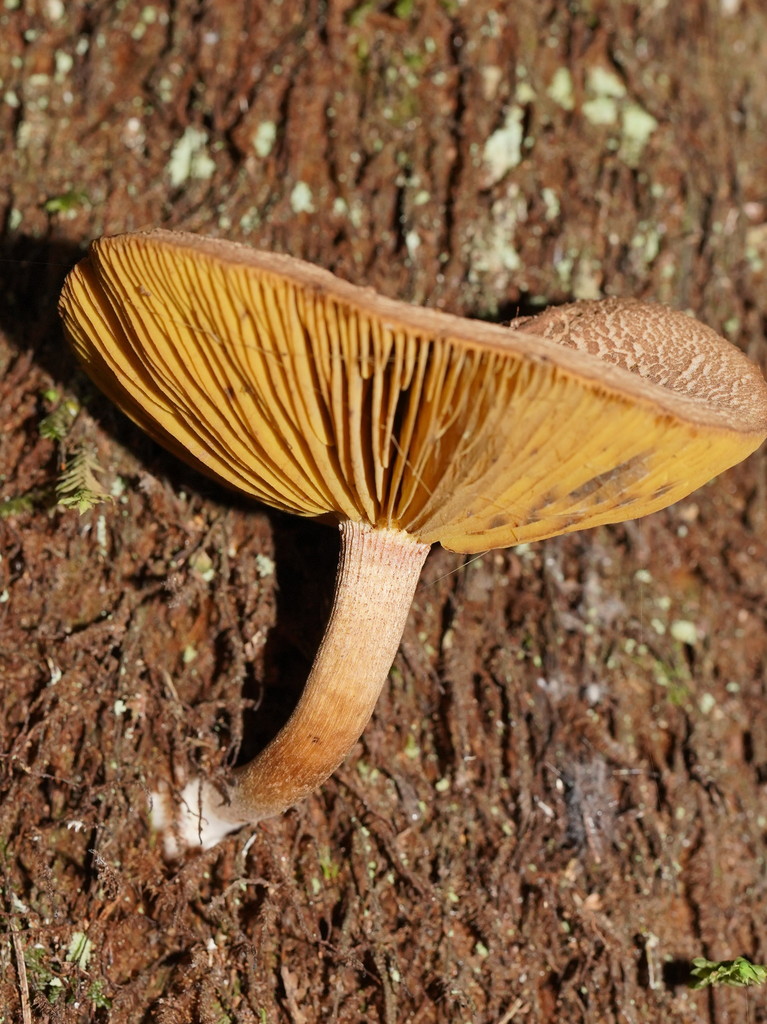 Phylloporus from Neerim Junction VIC 3832, Australia on April 08, 2022 ...