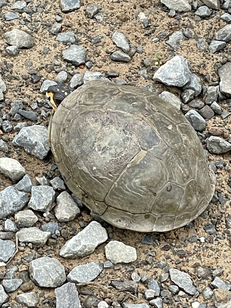 Three-toed Box Turtle in April 2022 by Mary Ann Yaich · iNaturalist