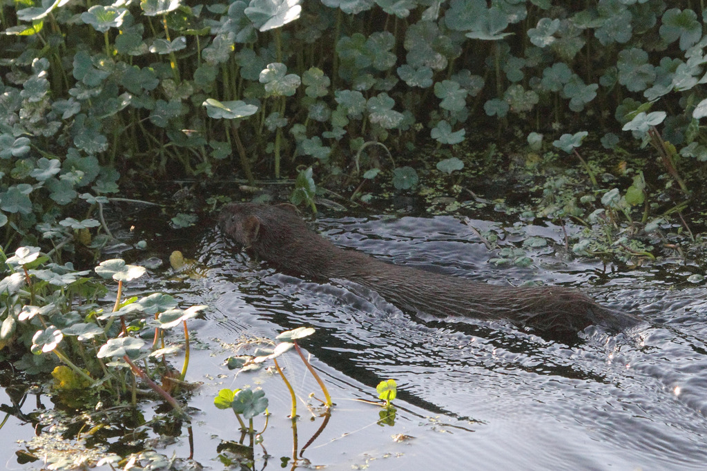 American Mink from Hufford Rd/Fishing Access, Orick, CA on October 1 ...