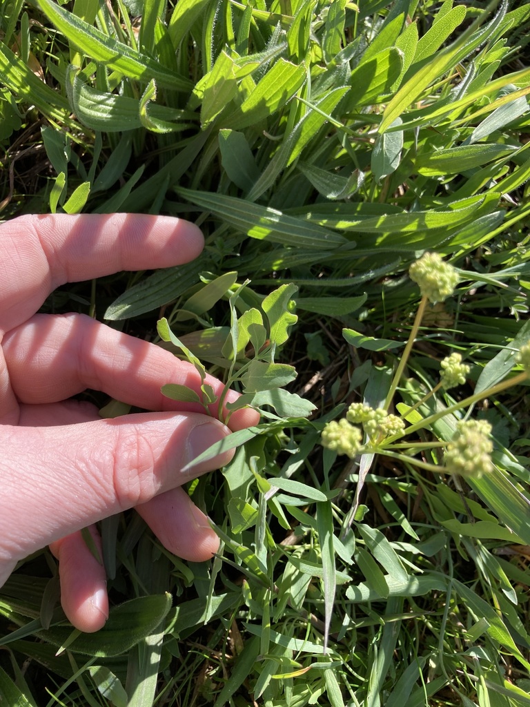 Barestem Biscuitroot from North Tsawwassen, Delta, BC, CA on April 11 ...