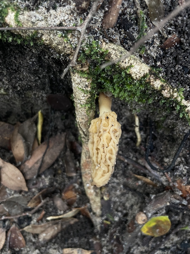 Morchella from Ocean Pde, Coffs Harbour, NSW, AU on April 12, 2022 at ...
