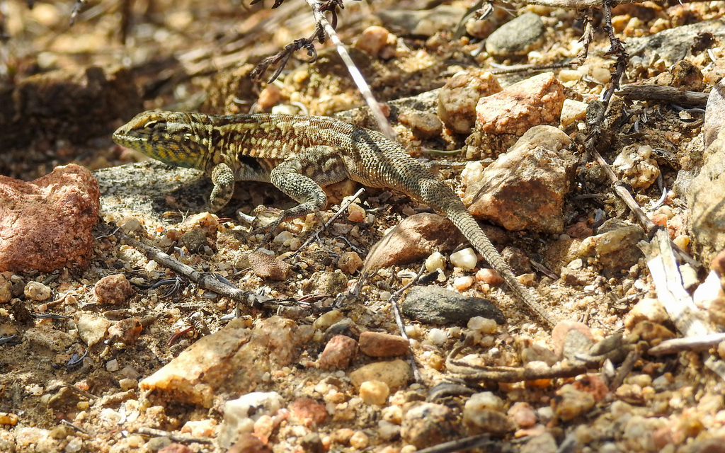 Common Side-blotched Lizard from Riverside County, CA, USA on April 09 ...