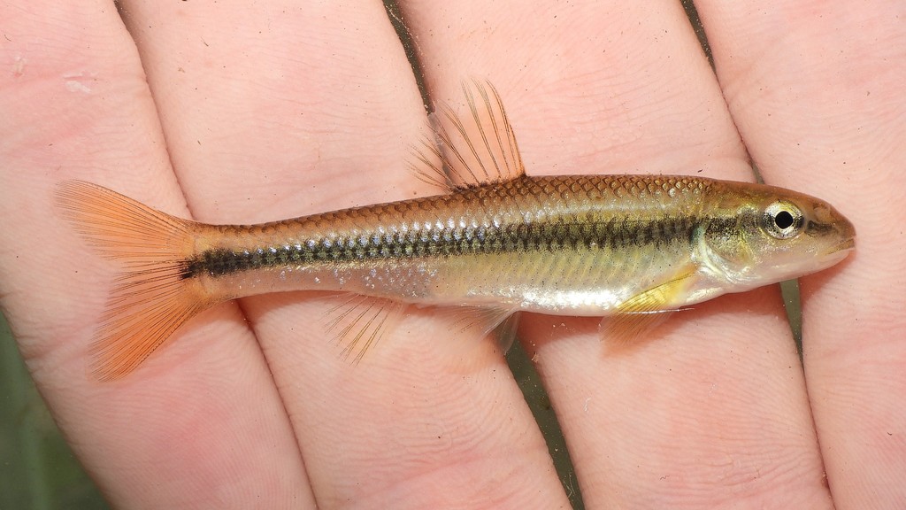 River Chub (Fish of the great lakes watershed) · iNaturalist