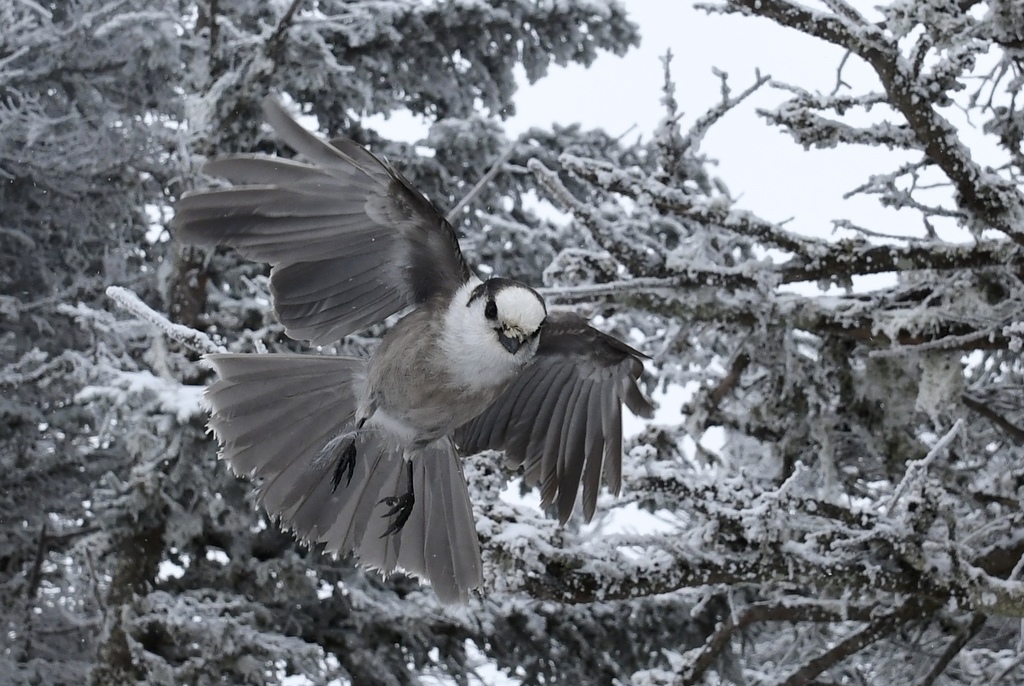 Canada Jay from Bethlehem, NH, USA on April 10, 2022 at 12:39 PM by ...