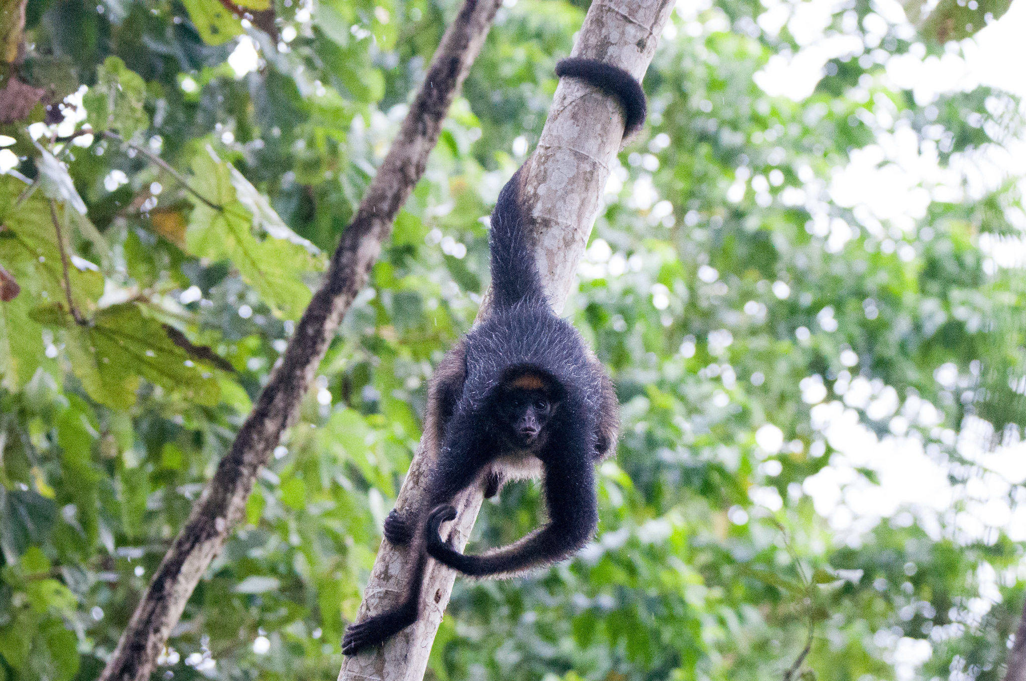 Ateles belzebuth É.Geoffroy Saint-Hilaire, 1806