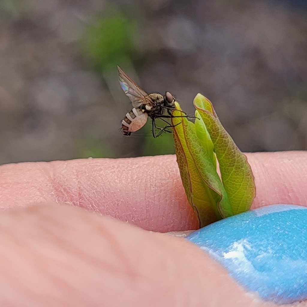 Fly Death Fungi in April 2022 by Amanda Hurst. Dead fly - identifying ...
