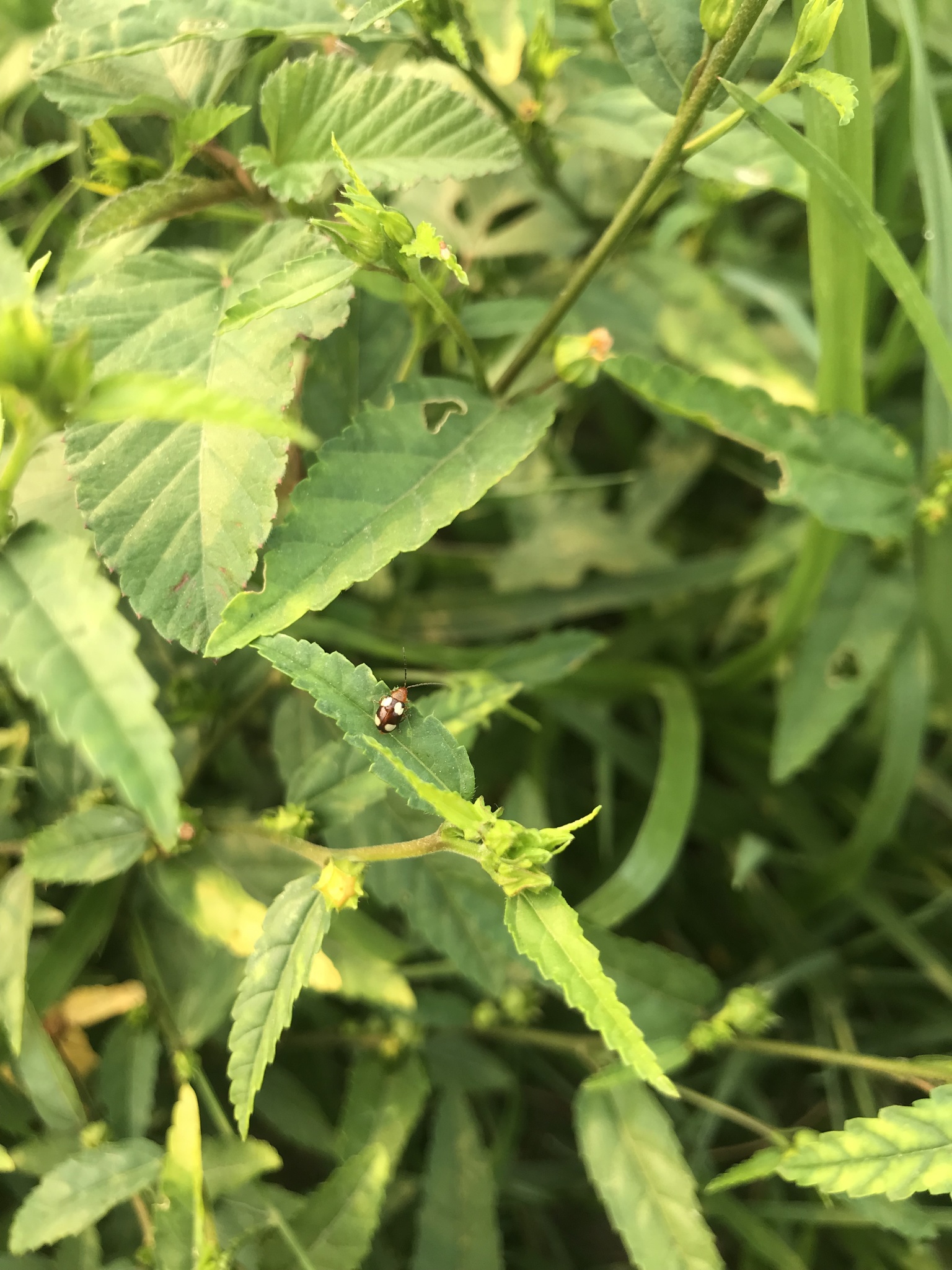 Monolepta signata (Olivier, 1808)