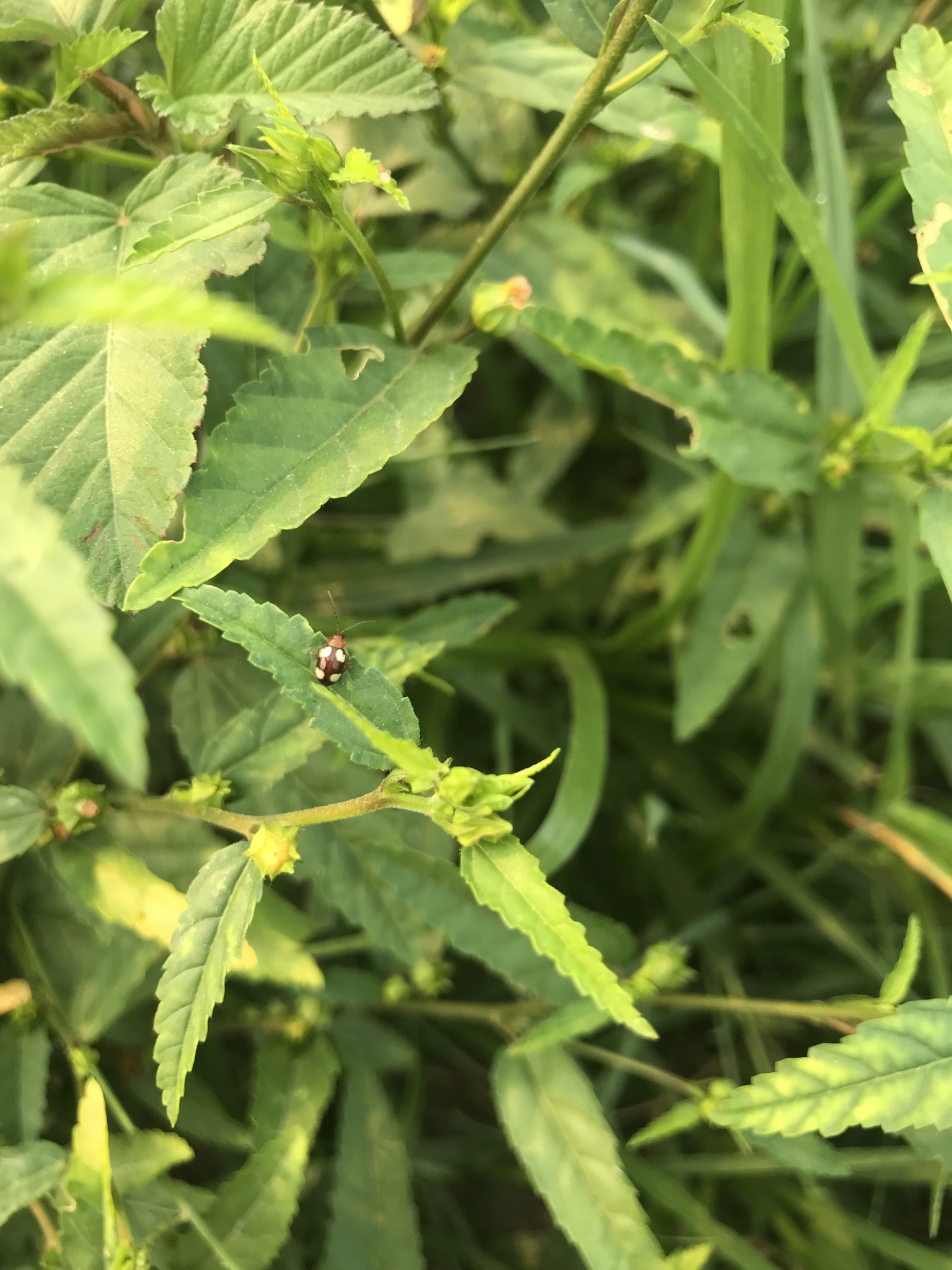 Monolepta signata (Olivier, 1808)