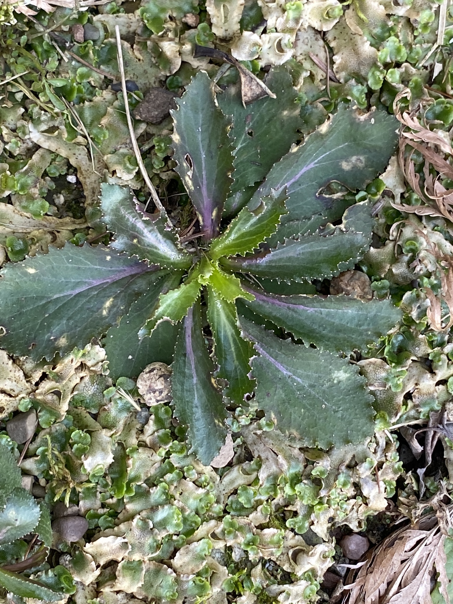 Lobelia inflata L.