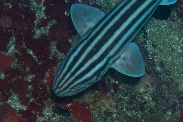 Pyjama Shark (Poroderma africanum) - Marine Life Identification