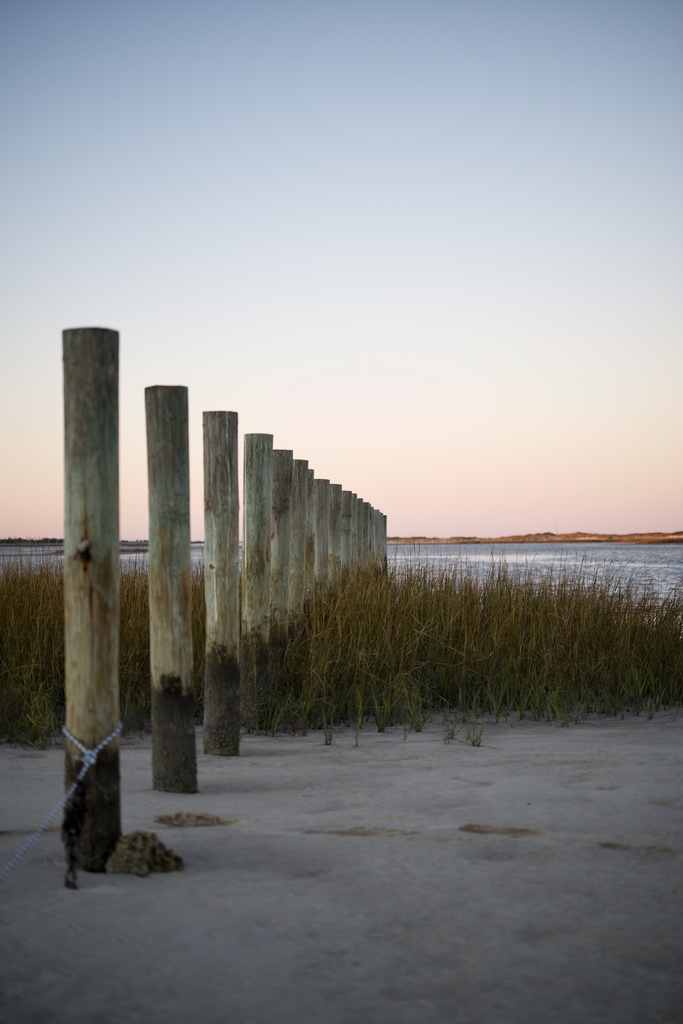 Saltmarsh Cordgrass from Fort George Inlet, Jacksonville, FL, US on ...