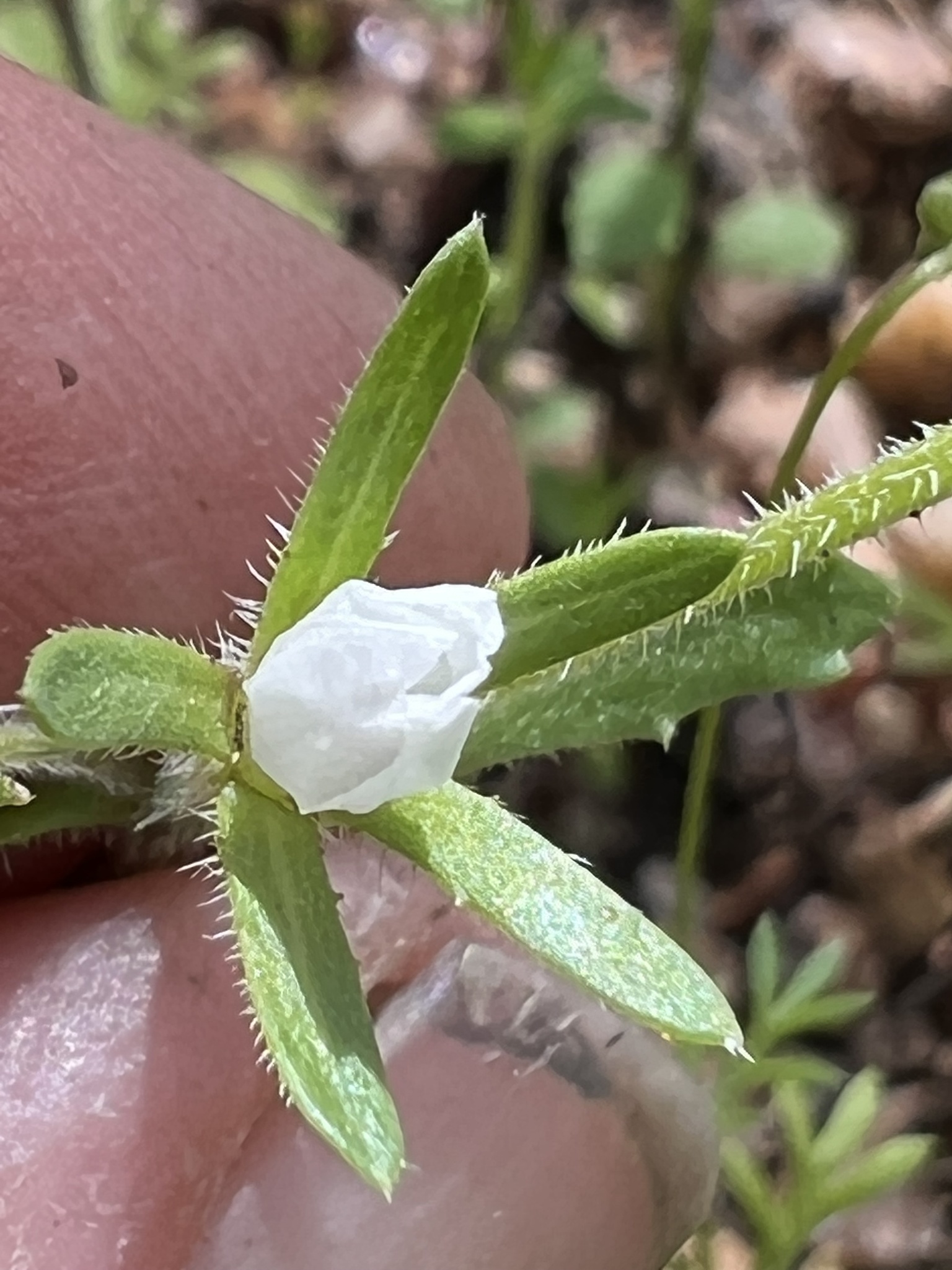 Githopsis diffusa A.Gray