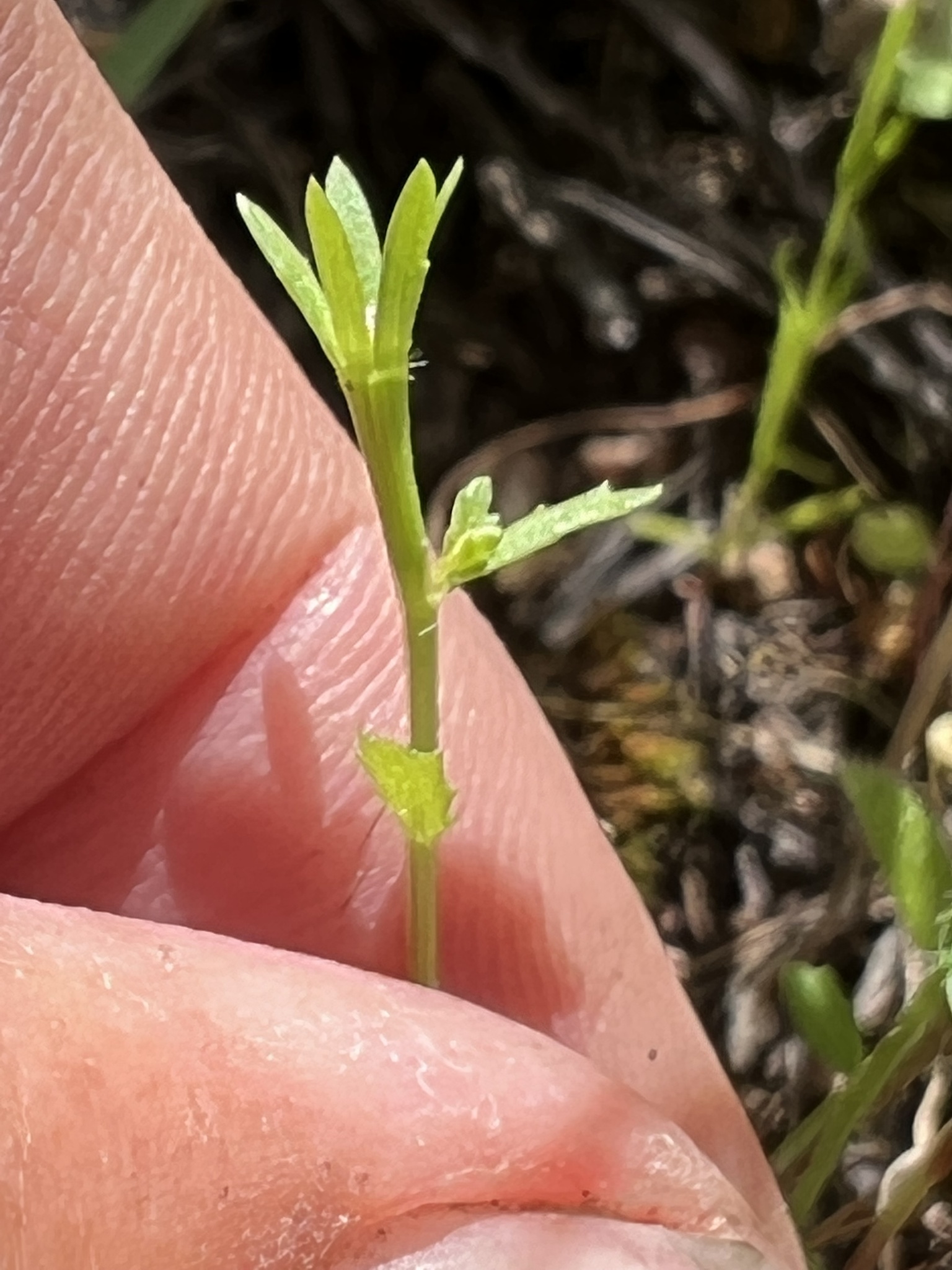 Githopsis diffusa A.Gray