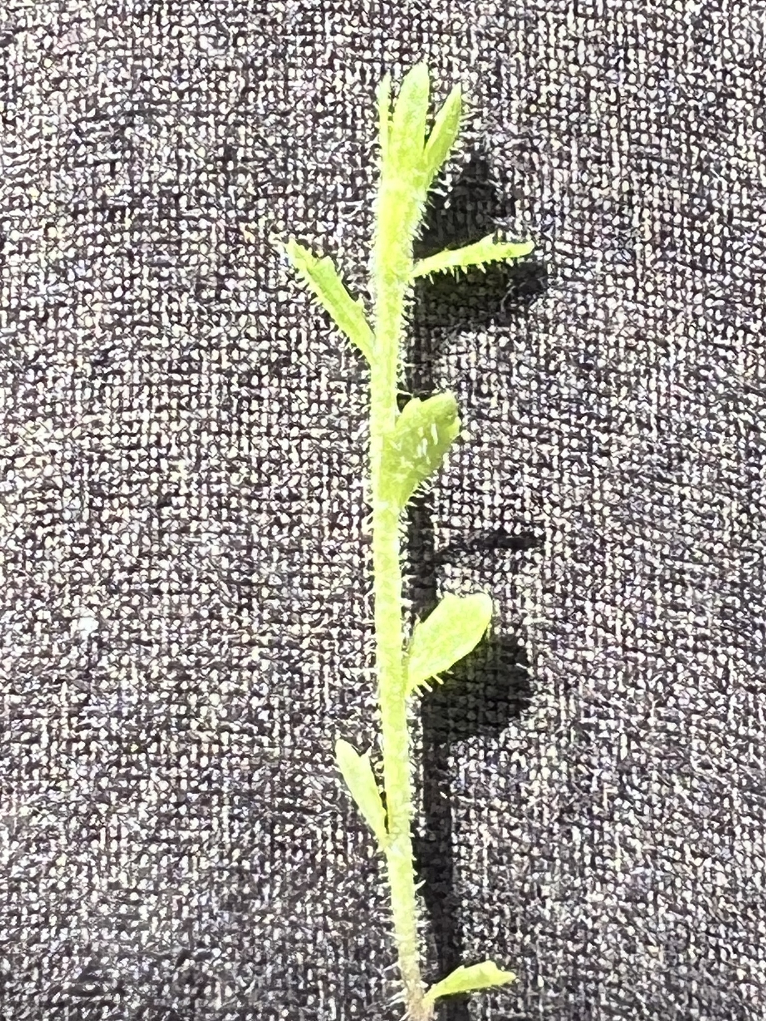 Githopsis diffusa A.Gray