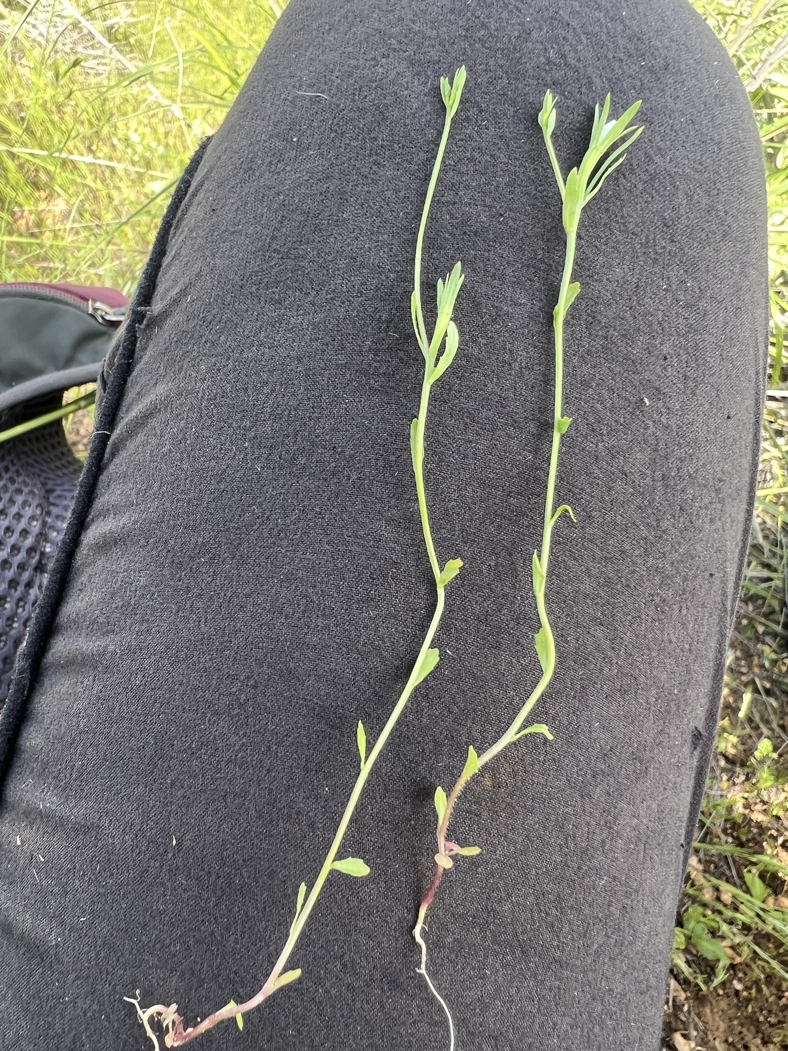 Githopsis diffusa A.Gray