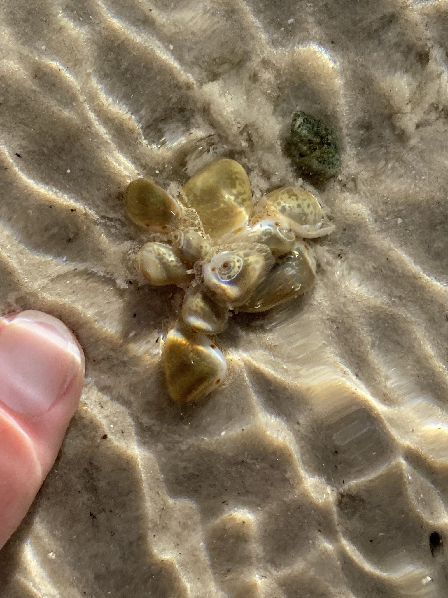 Prunum apicinum (Menke, 1828)