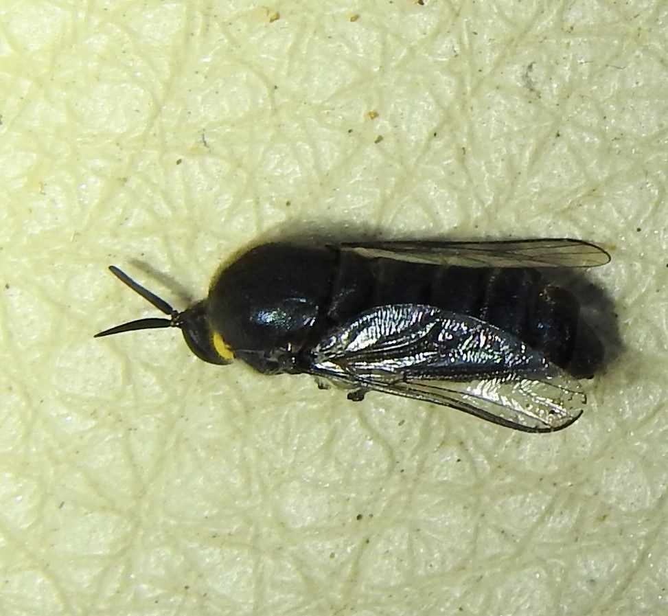 Acroceridae