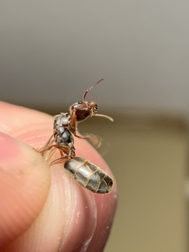 Western Velvety Tree Ant from Colusa Ave, Yuba City, CA, US on April 09 ...
