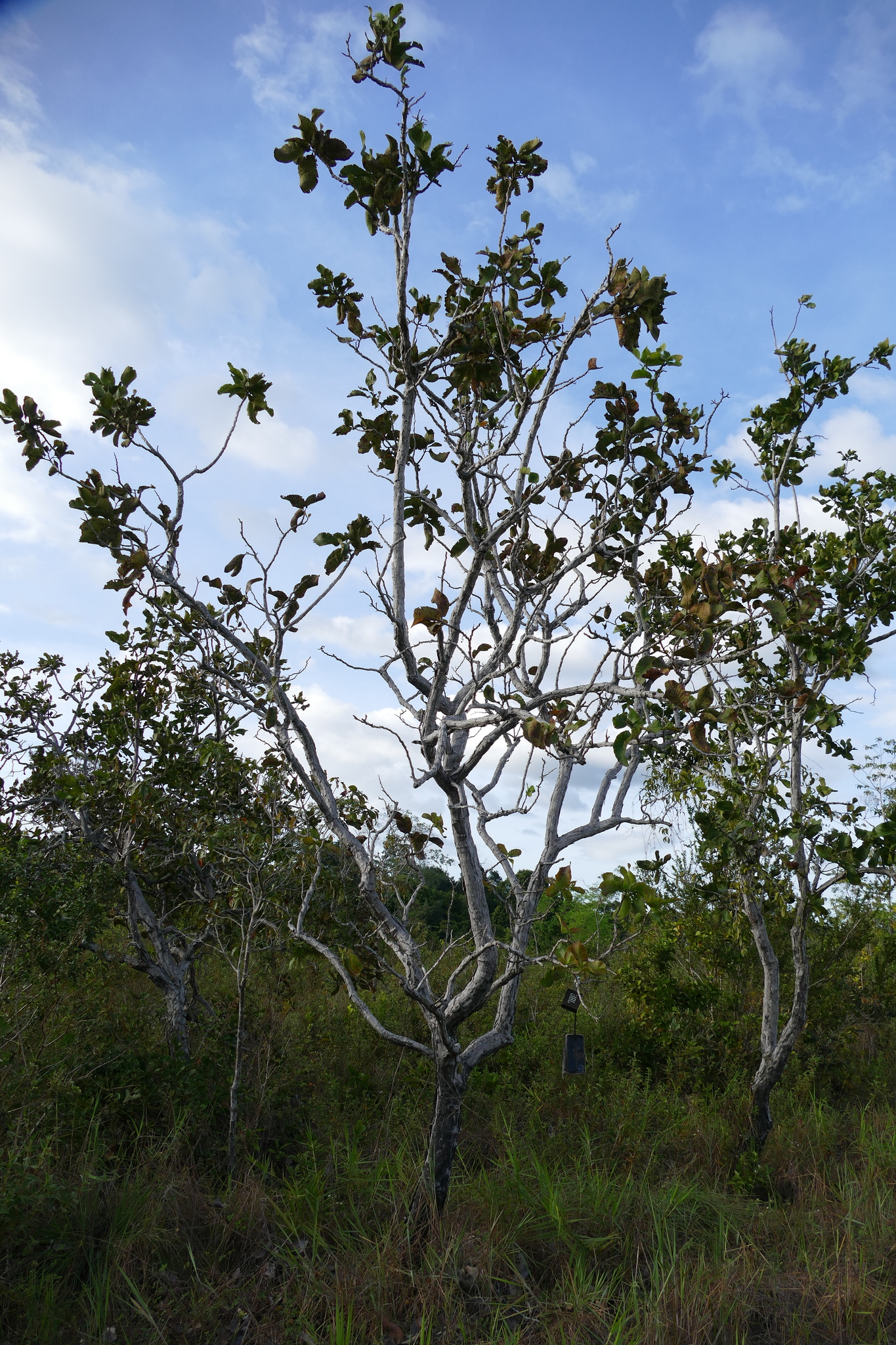 Curatella americana L.