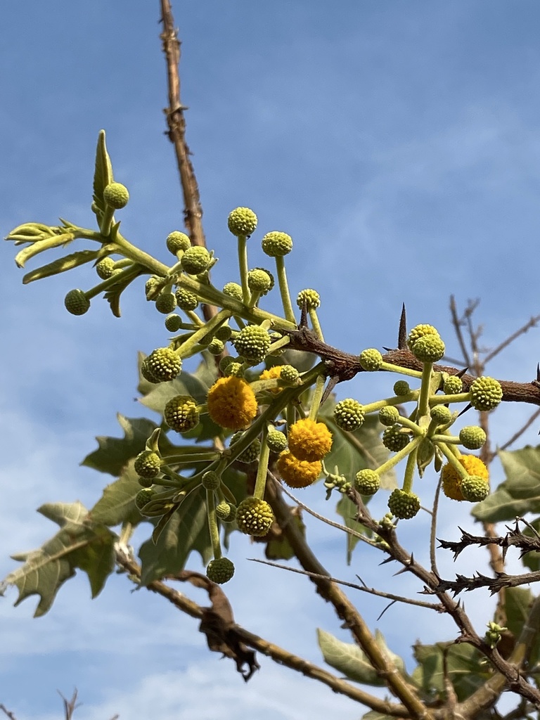 fern-leaf acacia from Zapopan, JAL, MX on April 11, 2022 at 08:58 PM by ...
